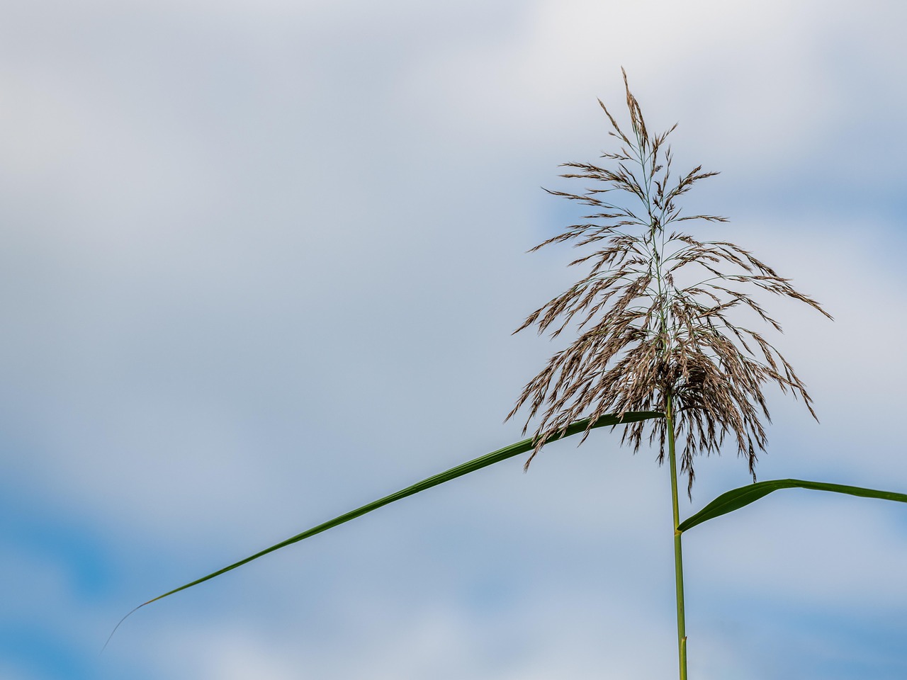 Reed Inflorescence Grass - Free photo on Pixabay