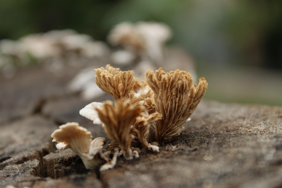 La Nature Champignons Champignon - Photo gratuite sur Pixabay - Pixabay