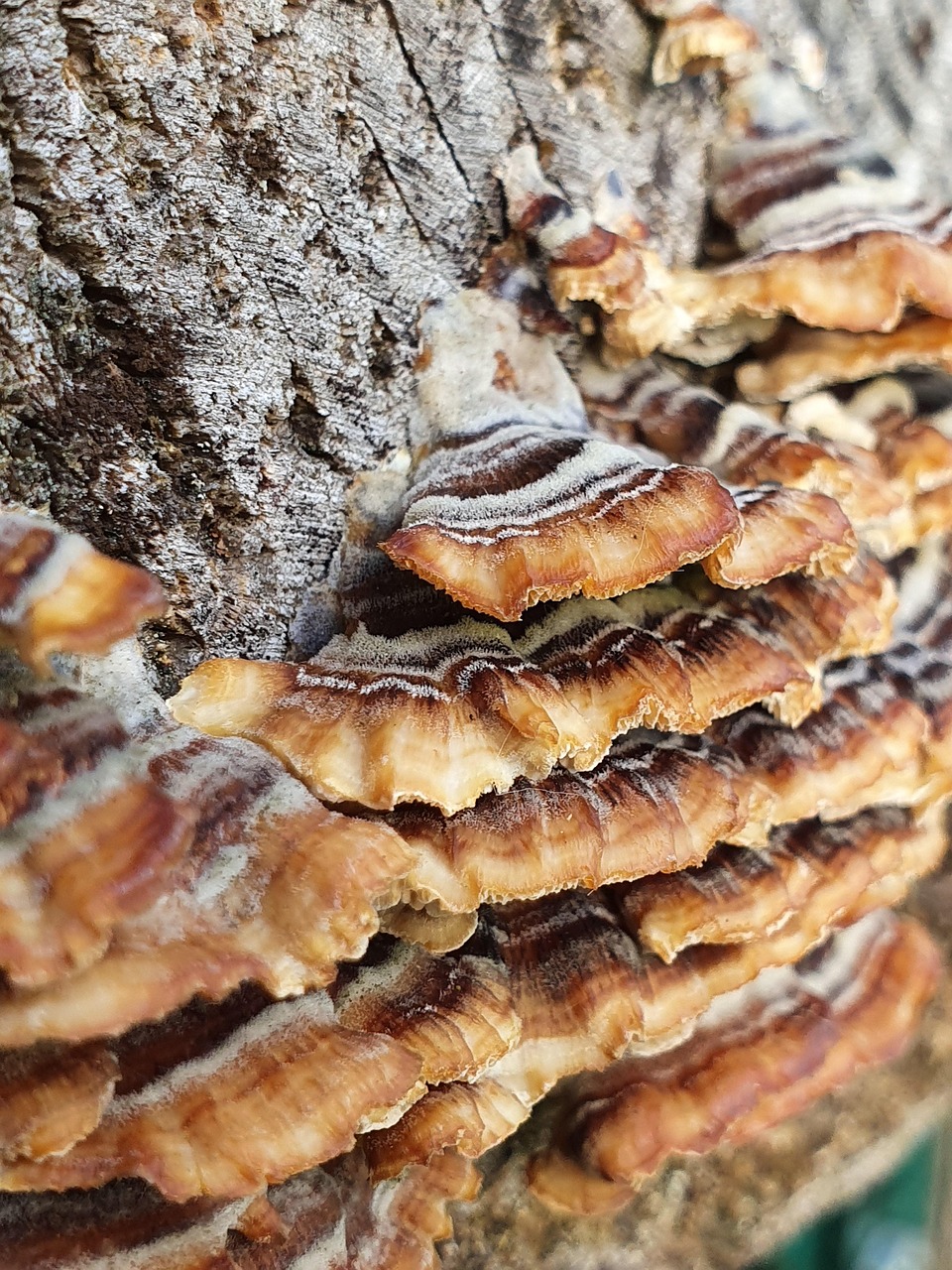 2,000+ Free Fungi & Nature Images - Pixabay