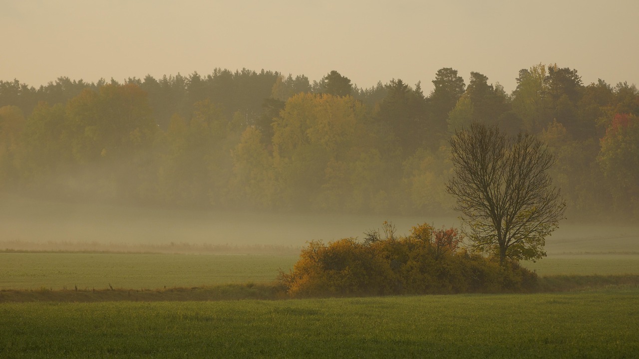 Feld Nebel Natur - Kostenloses Foto auf Pixabay - Pixabay