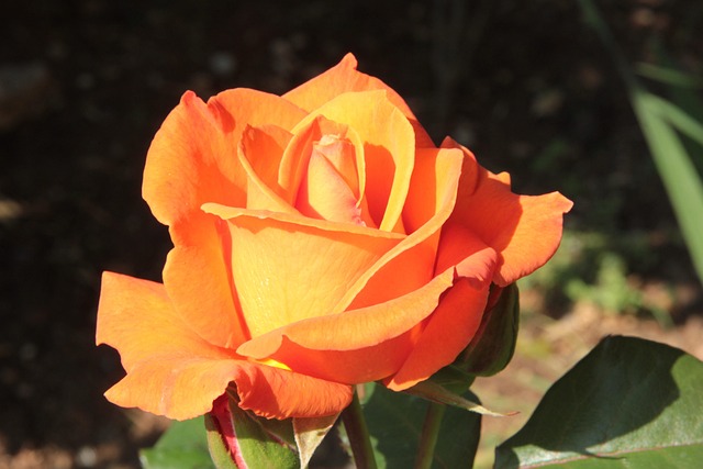 Rose Mawar Orange - Foto gratis di Pixabay - Pixabay