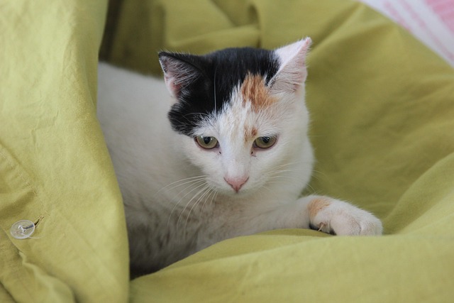 Kat Katten Dier - Gratis foto op Pixabay - Pixabay