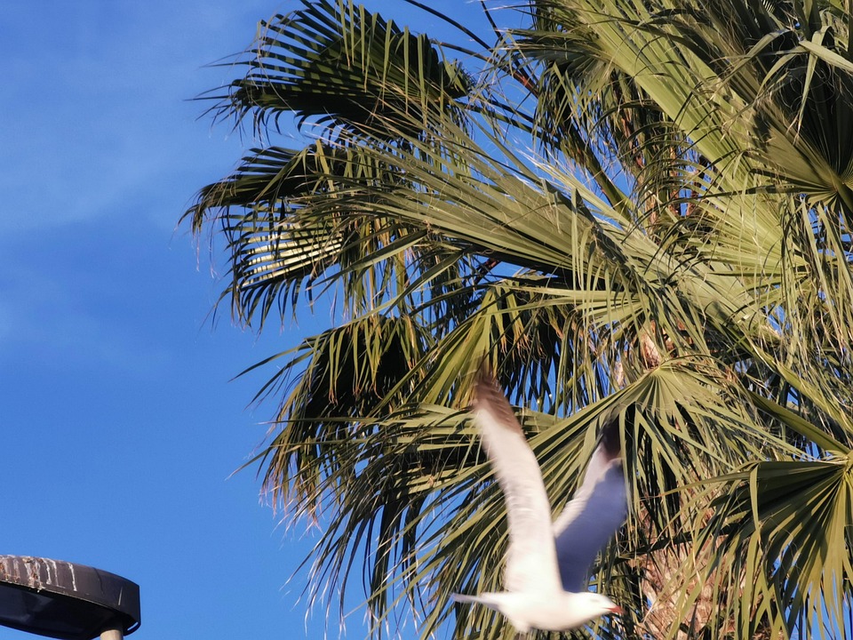 Birds With Palm - Free photo on Pixabay - Pixabay