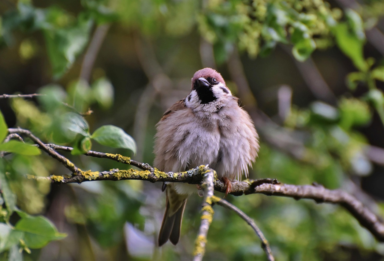 Sparrow Sperling Bird Little - Free photo on Pixabay - Pixabay