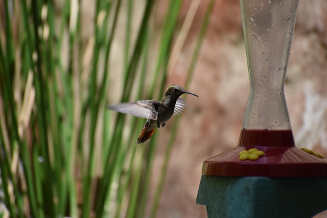 Colibri Oiseau Tropical - Photo gratuite sur Pixabay - Pixabay