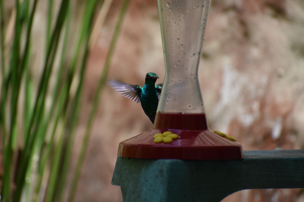 Hummingbird Tropical Flight - Free photo on Pixabay - Pixabay