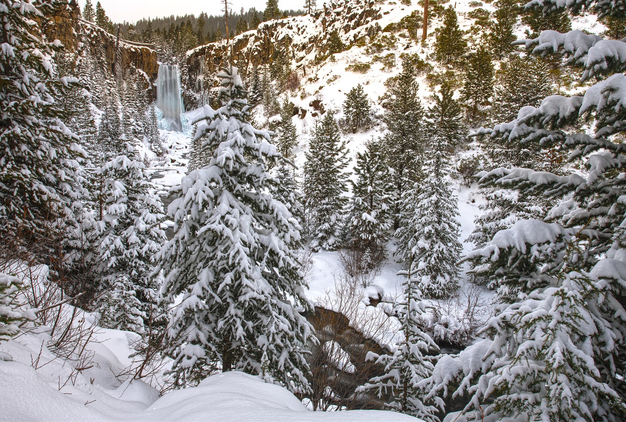 Winter Forest Nature - Free photo on Pixabay - Pixabay