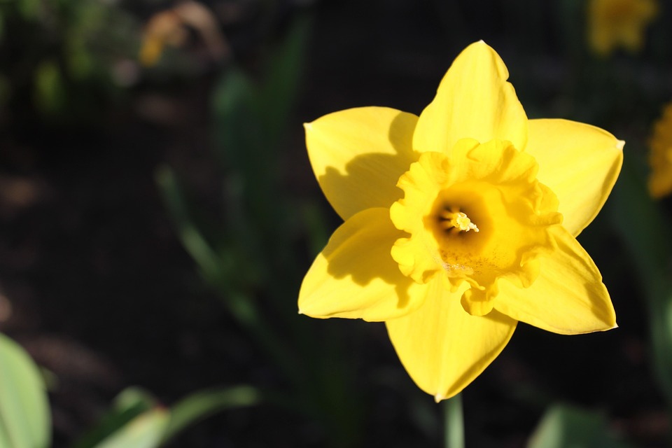 Spring Flower Nature - Free photo on Pixabay