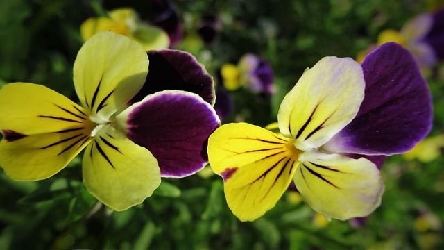 Violet Flower Bloom - Free photo on Pixabay - Pixabay