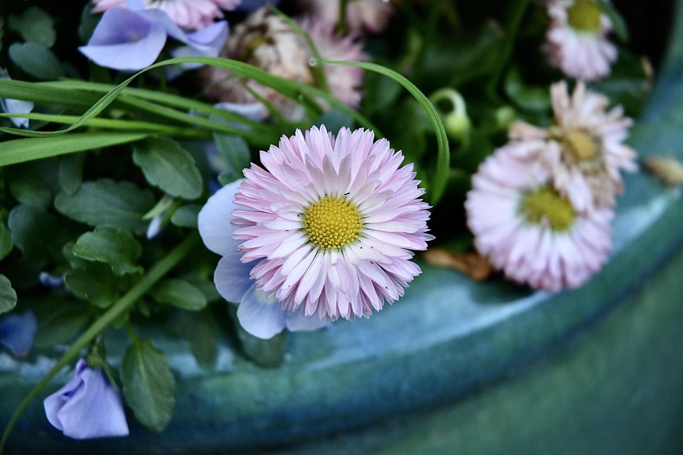 Flor Belleza Primavera - Foto gratis en Pixabay - Pixabay