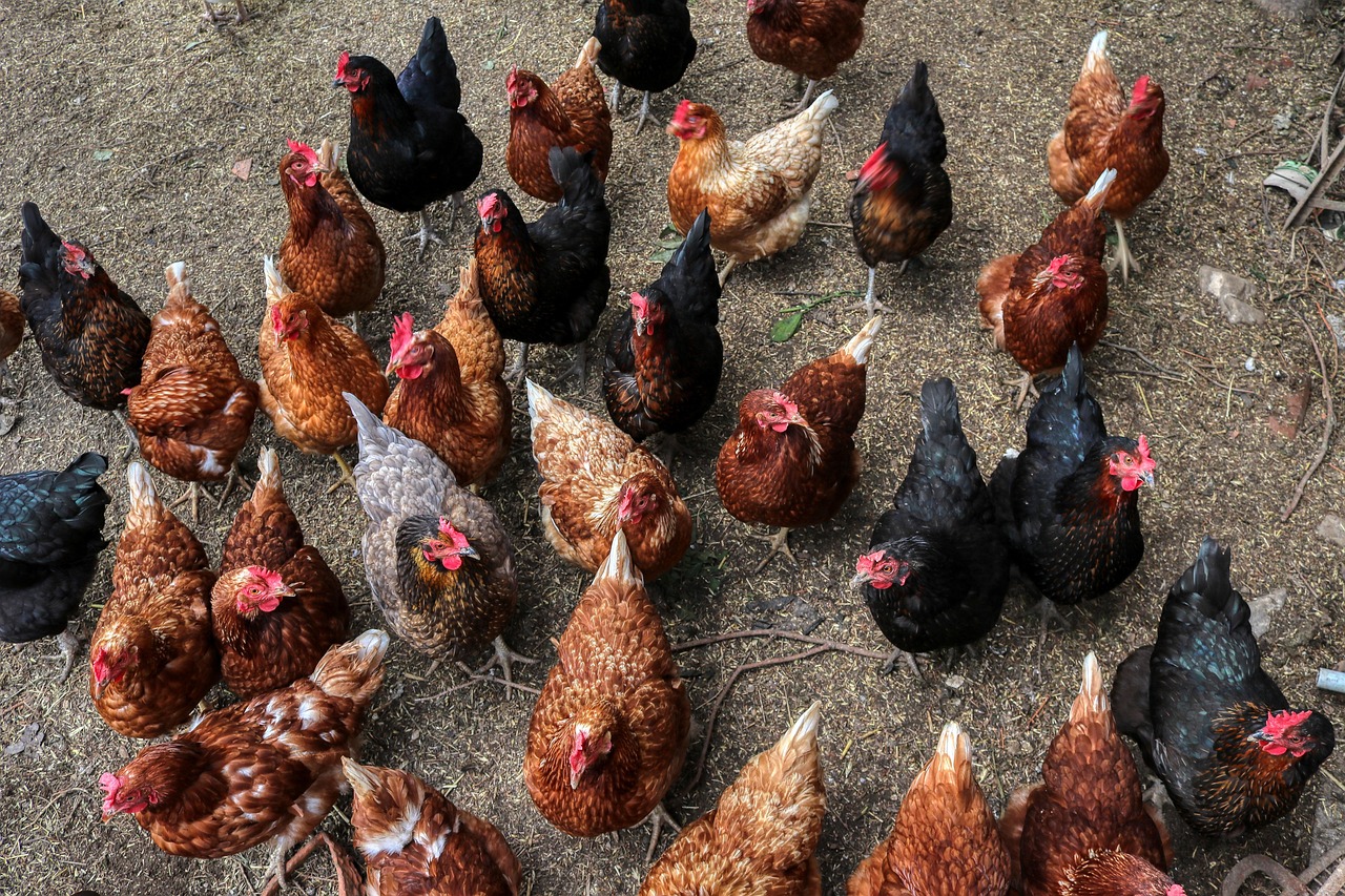 Chicken Animal Poultry - Free photo on Pixabay - Pixabay