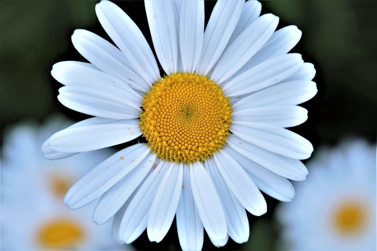 10,000 Stunning Daisy Flower Images for Free [HD] - Pixabay
