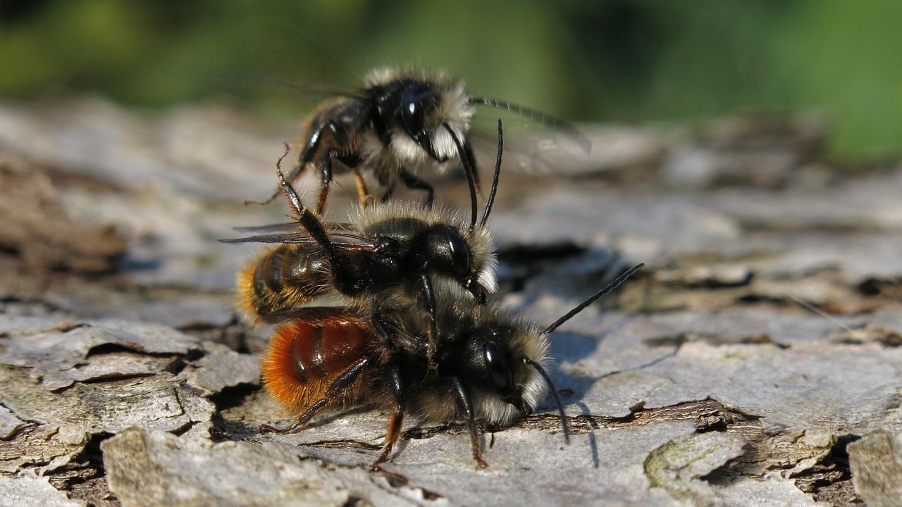10,000+ Free Mason Bees & Bees Images - Pixabay