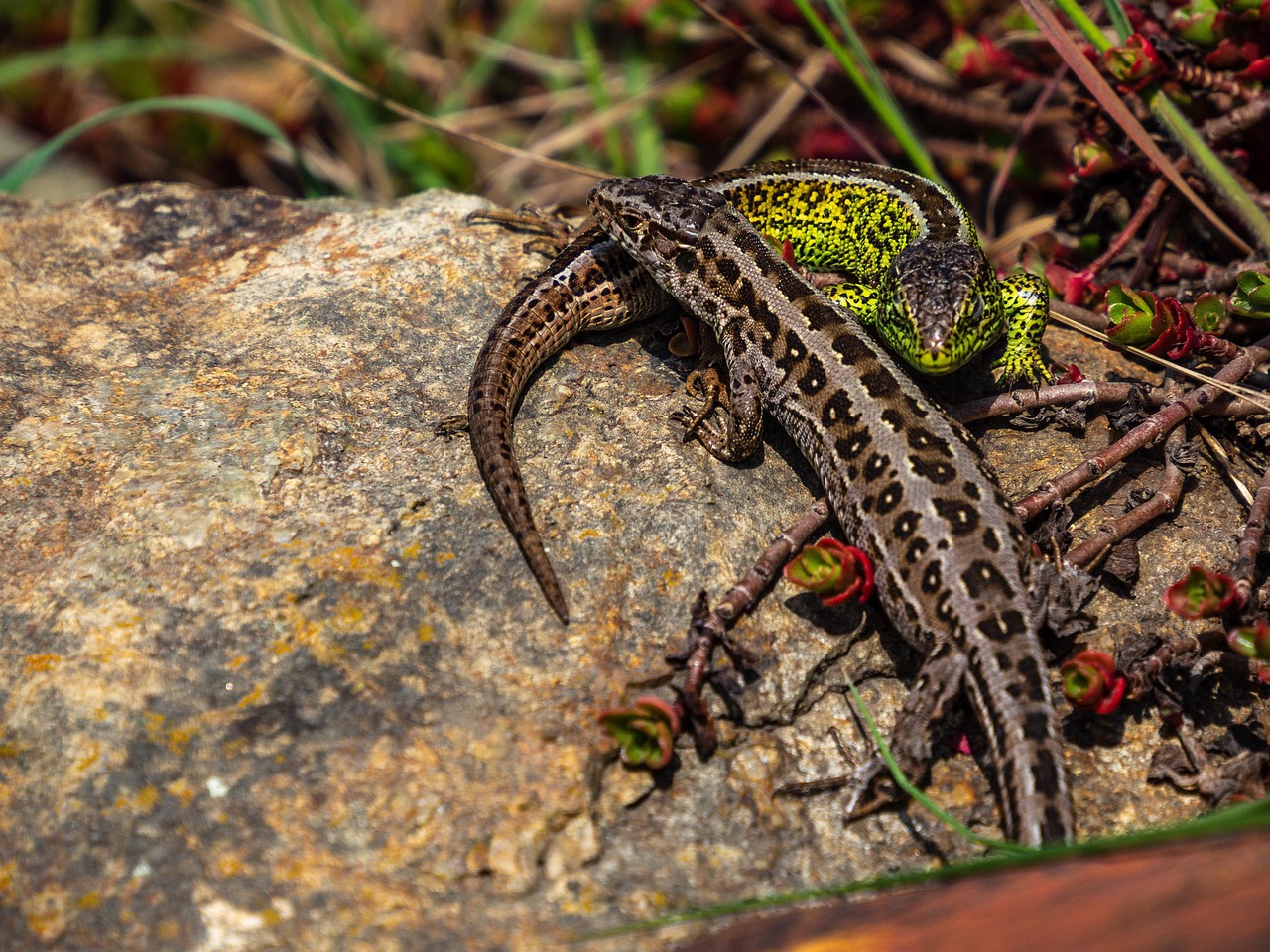 Ještěrka Zelená Samec - Fotografie zdarma na Pixabay - Pixabay