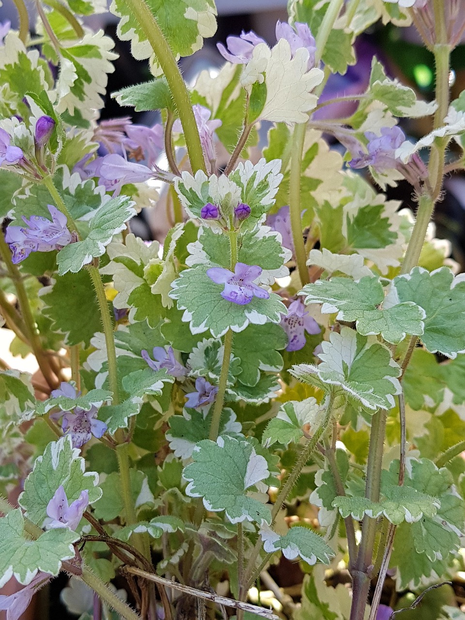 Ground Ivy Nepeta Variegata - Kostenloses Foto auf Pixabay - Pixabay