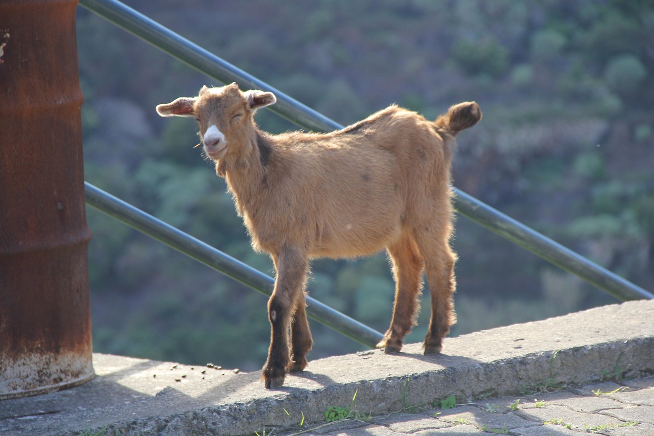 Animal Nature Portugal - Foto gratis en Pixabay - Pixabay
