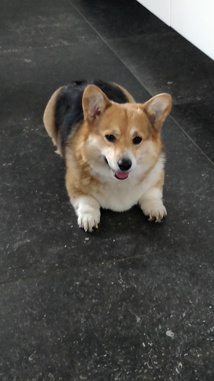 Hund Corgi Pembroke Welsh - Kostenloses Foto auf Pixabay - Pixabay