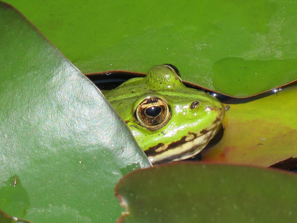 Rana Verde Natureza - Foto gratuita no Pixabay - Pixabay
