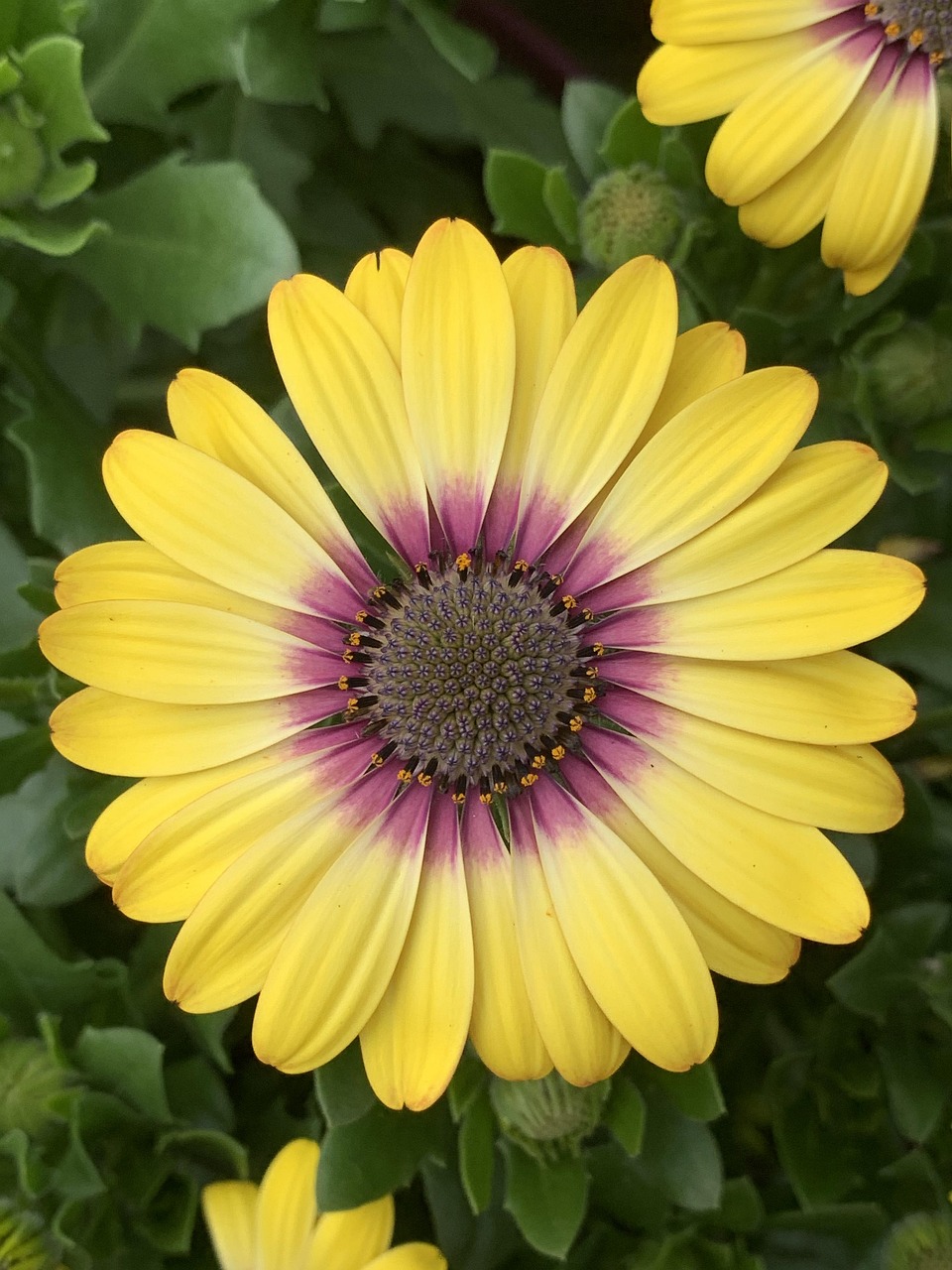 Mum Flowers Design - Free photo on Pixabay - Pixabay