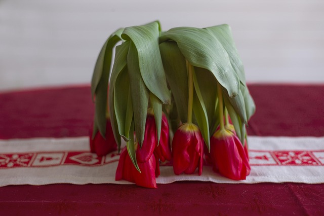Flores Flor Cortar - Foto gratuita no Pixabay - Pixabay