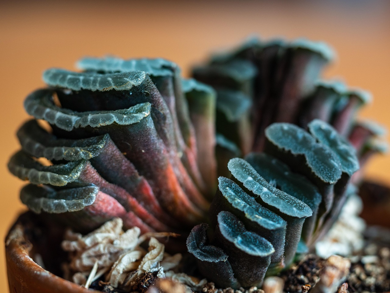 Succulent Leaves Plant - Free photo on Pixabay - Pixabay