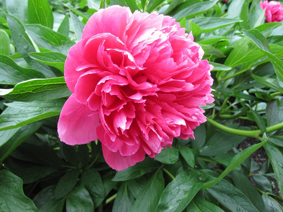 Flower Flowers Nature - Free photo on Pixabay