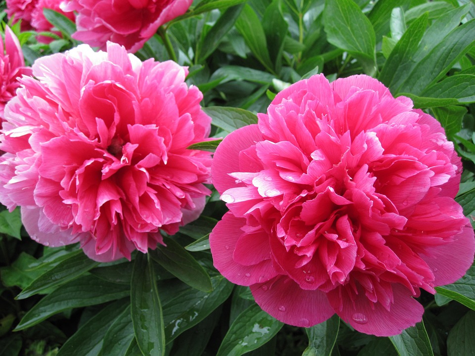 Flower Flowers Blumen - Kostenloses Foto auf Pixabay - Pixabay