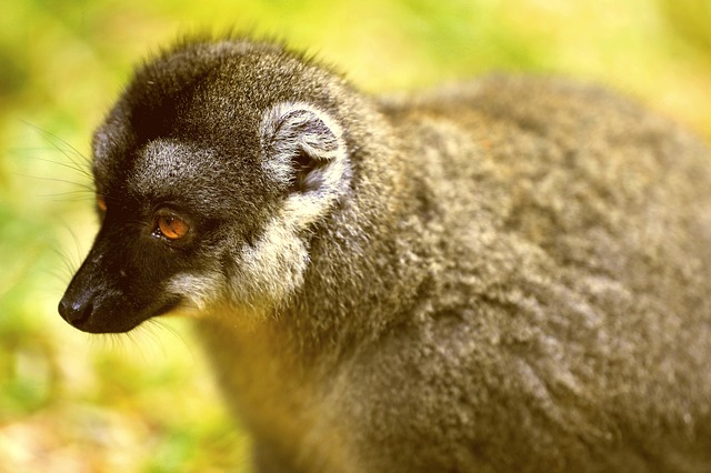 Kubung Lemur Ekor Cincin Alam - Foto gratis di Pixabay - Pixabay