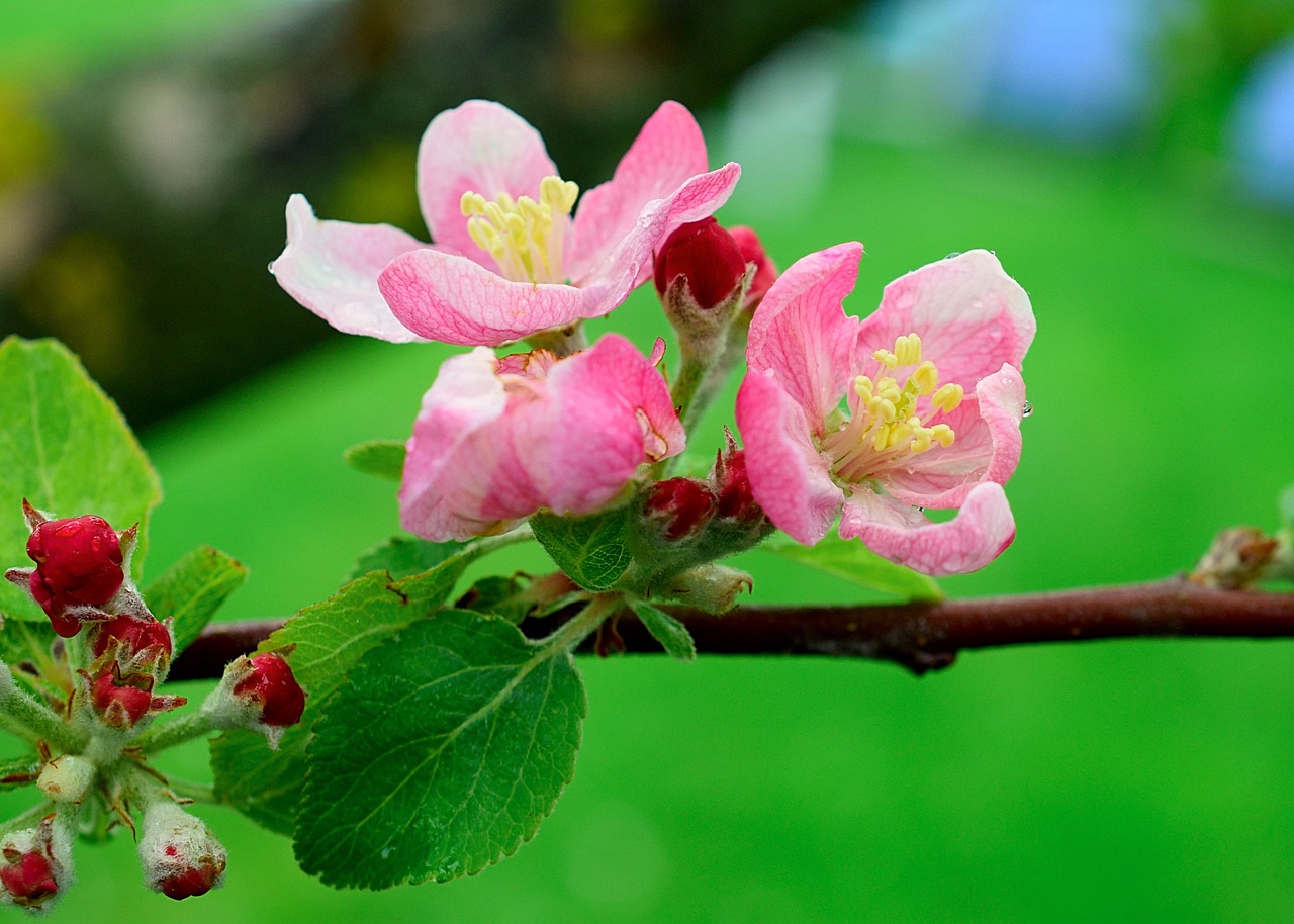 Apple Blossom Close Up Branch - Free photo on Pixabay