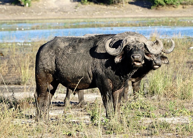 100+ Free Chobé & Chobe Photos - Pixabay