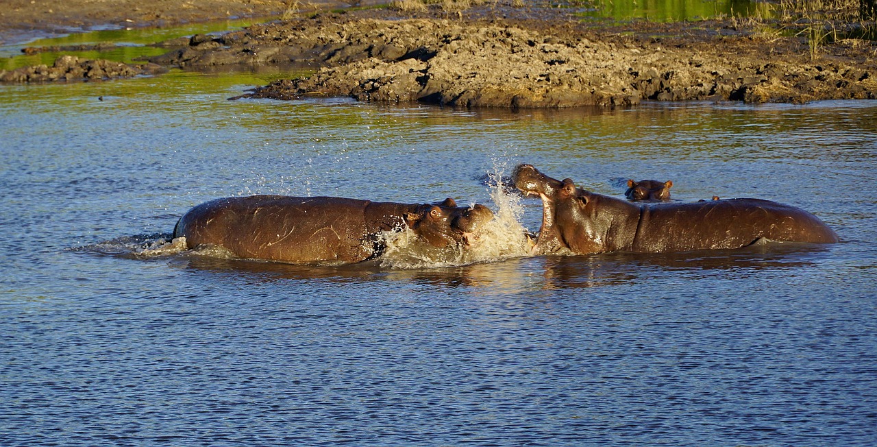 Chobe National Park Botswana Hippo - Free photo on Pixabay - Pixabay