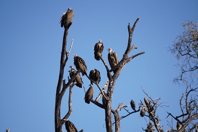 Chobe National Park Botswana - Free photo on Pixabay