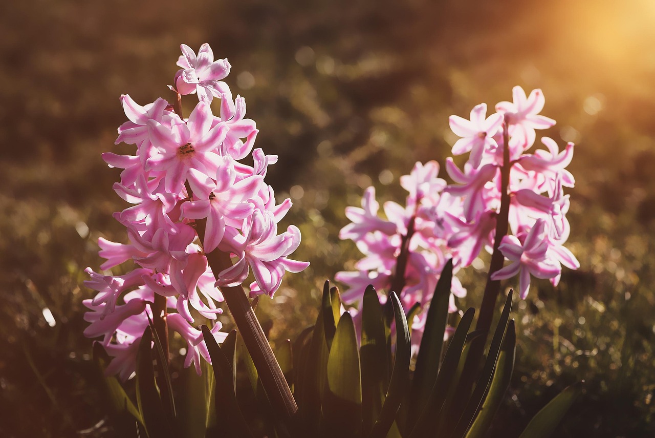 Hyacinths Flower Blossoms - Free photo on Pixabay - Pixabay