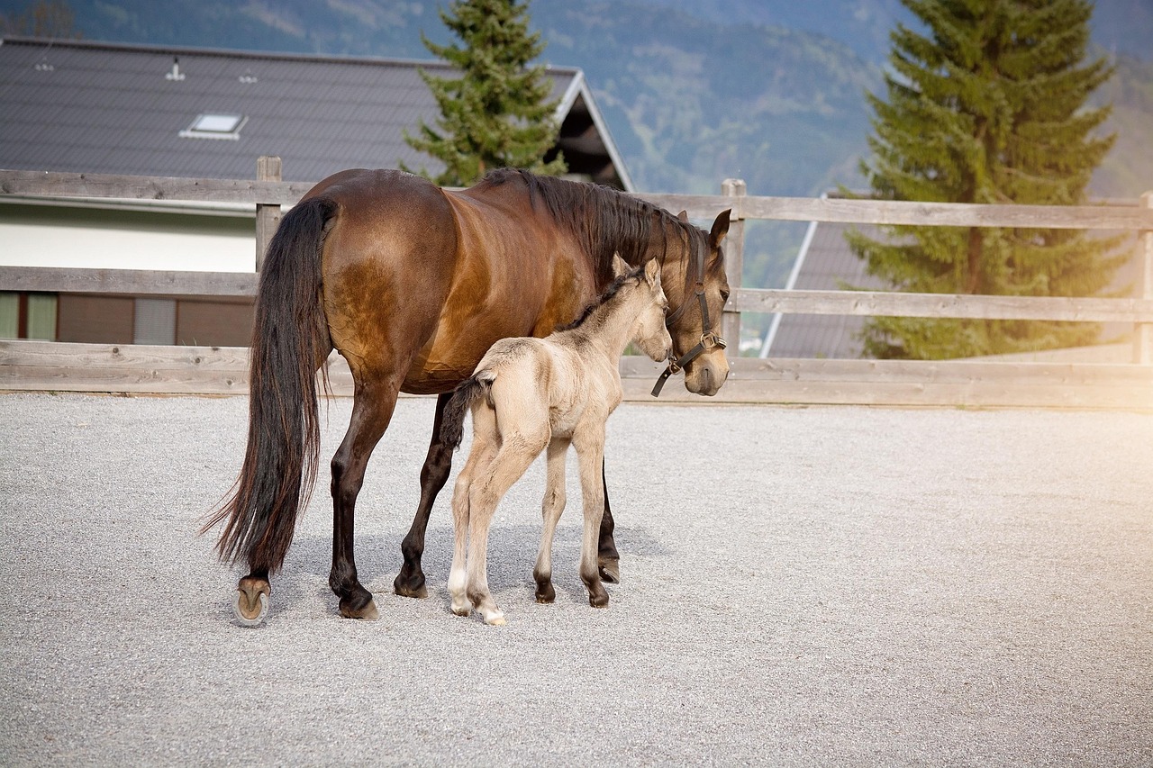 3,000+ Free Ponys & Horse Images - Pixabay