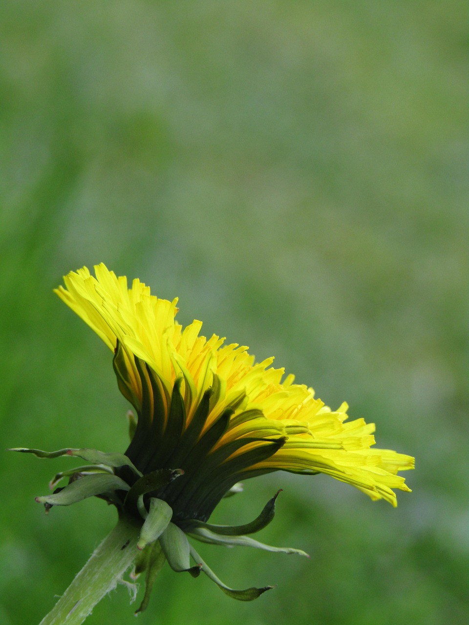 Löwenzahn Pusteblume Knospe - Kostenloses Foto auf Pixabay - Pixabay