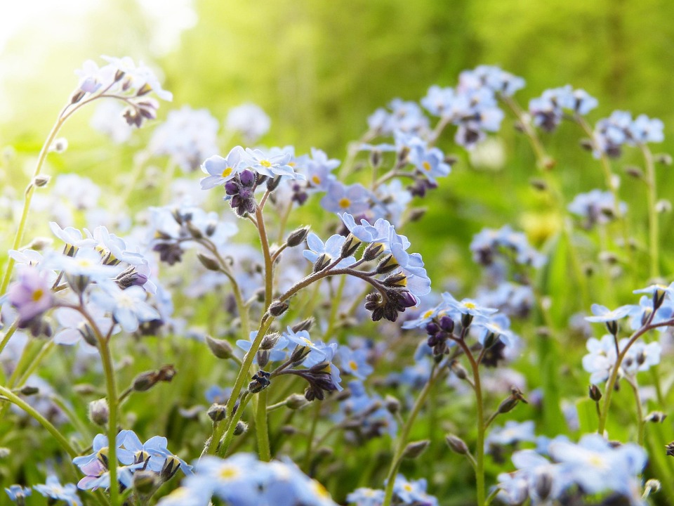 Forget Me Not Meadow Pointed - Free photo on Pixabay - Pixabay