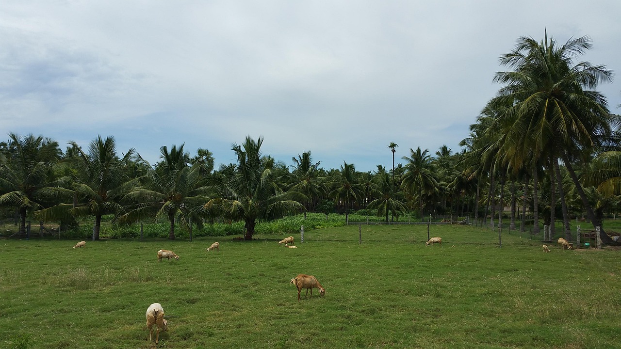 Village Side - India Coconut Trees - Free photo on Pixabay - Pixabay