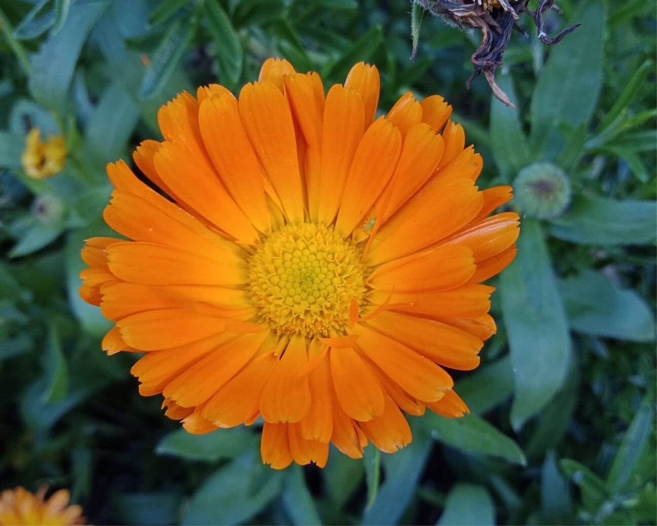 Orange Fleur Jardin - Photo gratuite sur Pixabay - Pixabay