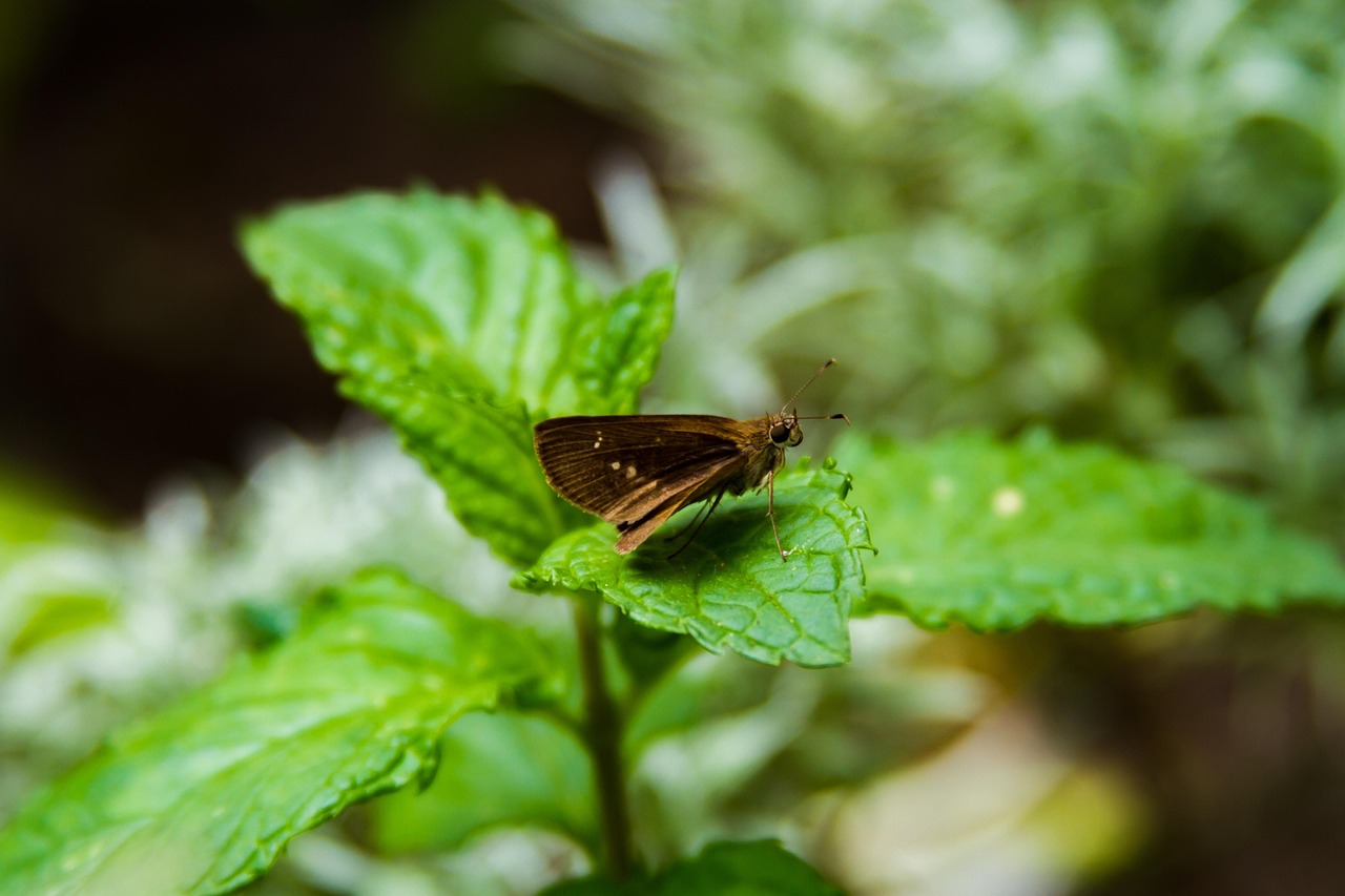 8,000+ Free Mariposa Azul De Primavera & Nature Photos - Pixabay