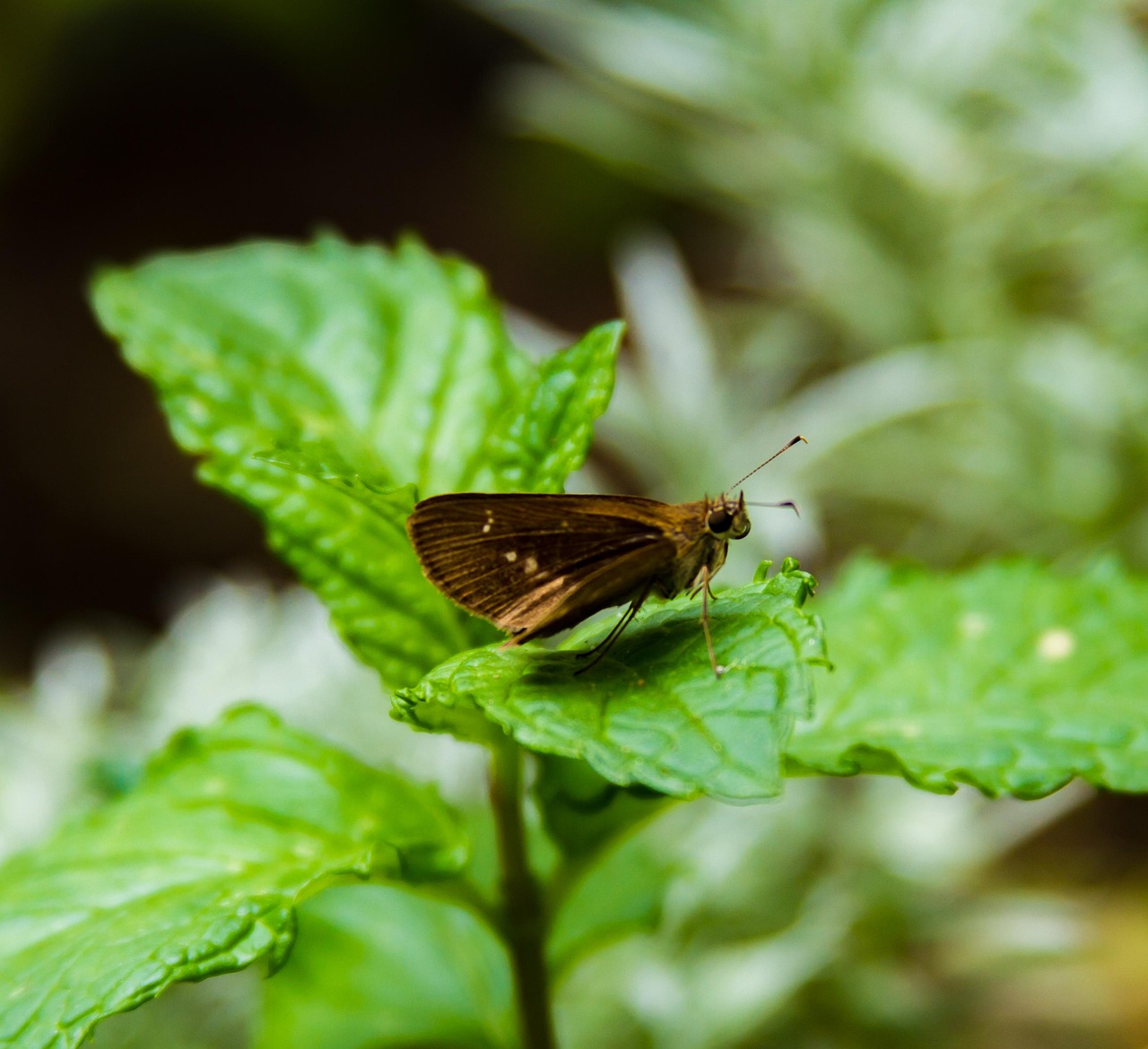 30,000+ Free Mariposa Espiritrompa & Butterfly Images - Pixabay