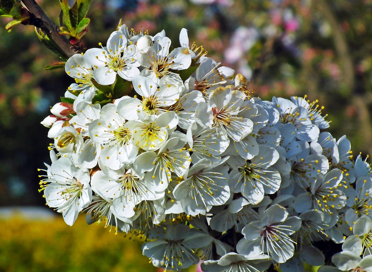 Cherry Flowers Spring - Free photo on Pixabay - Pixabay