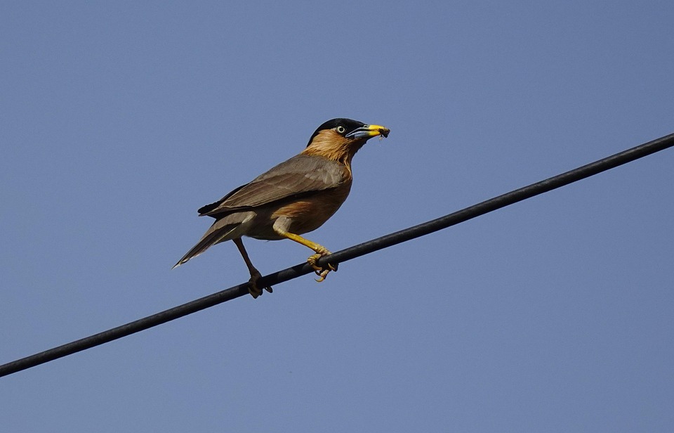 Bird Aves Brahminy Myna - Free photo on Pixabay - Pixabay