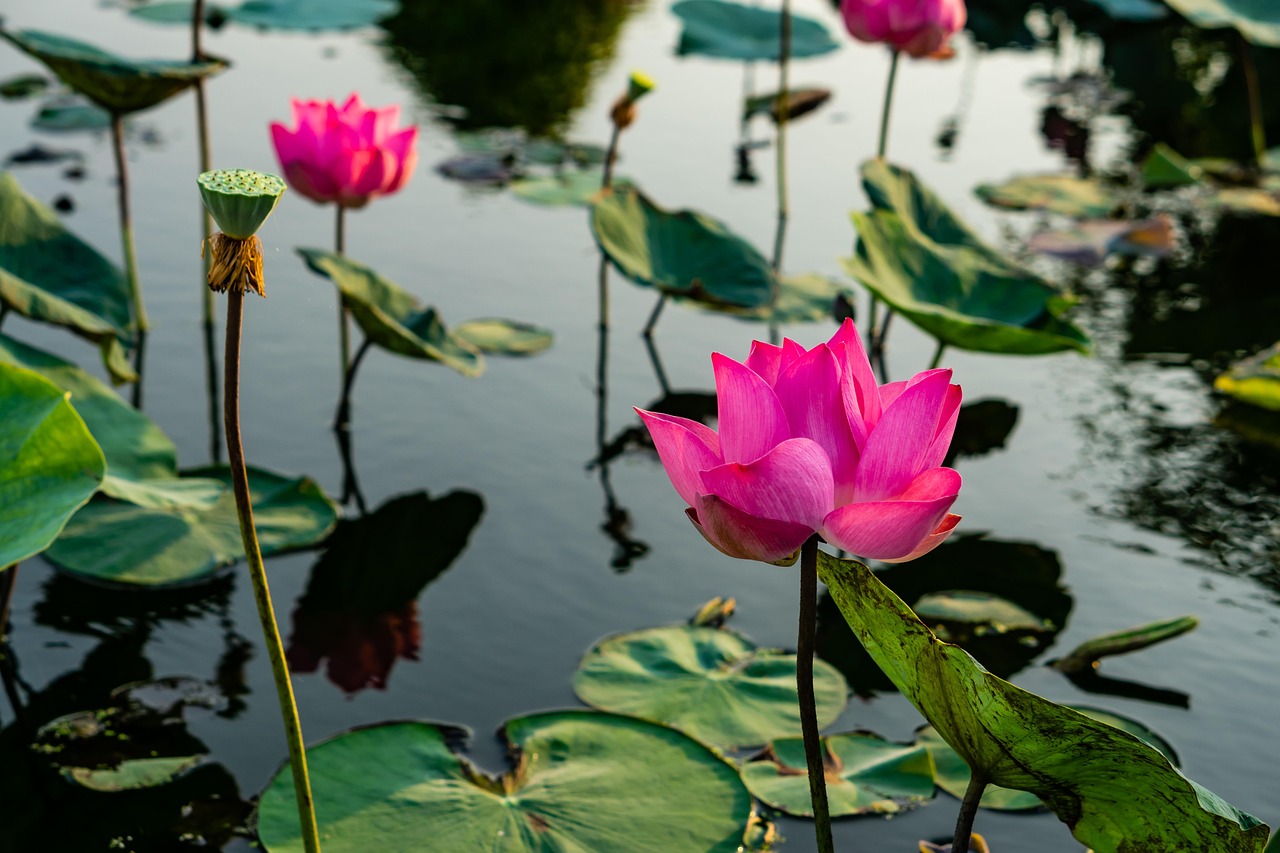 Flower Lotus Pond - Free photo on Pixabay - Pixabay