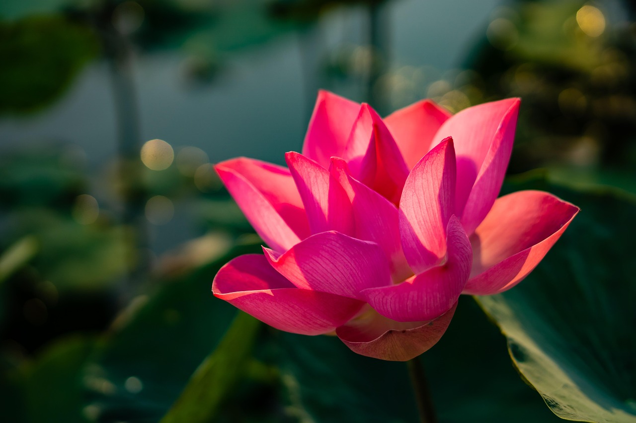 Lotus Flower Leaves - Free photo on Pixabay