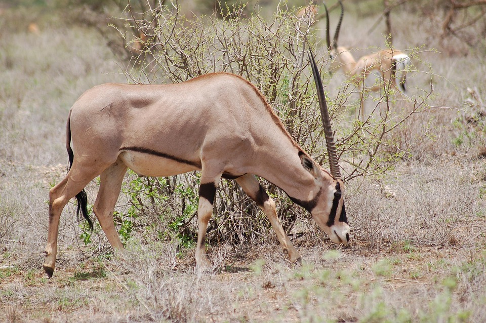 Beisa'S Oryx Samburu Safari - Free photo on Pixabay - Pixabay