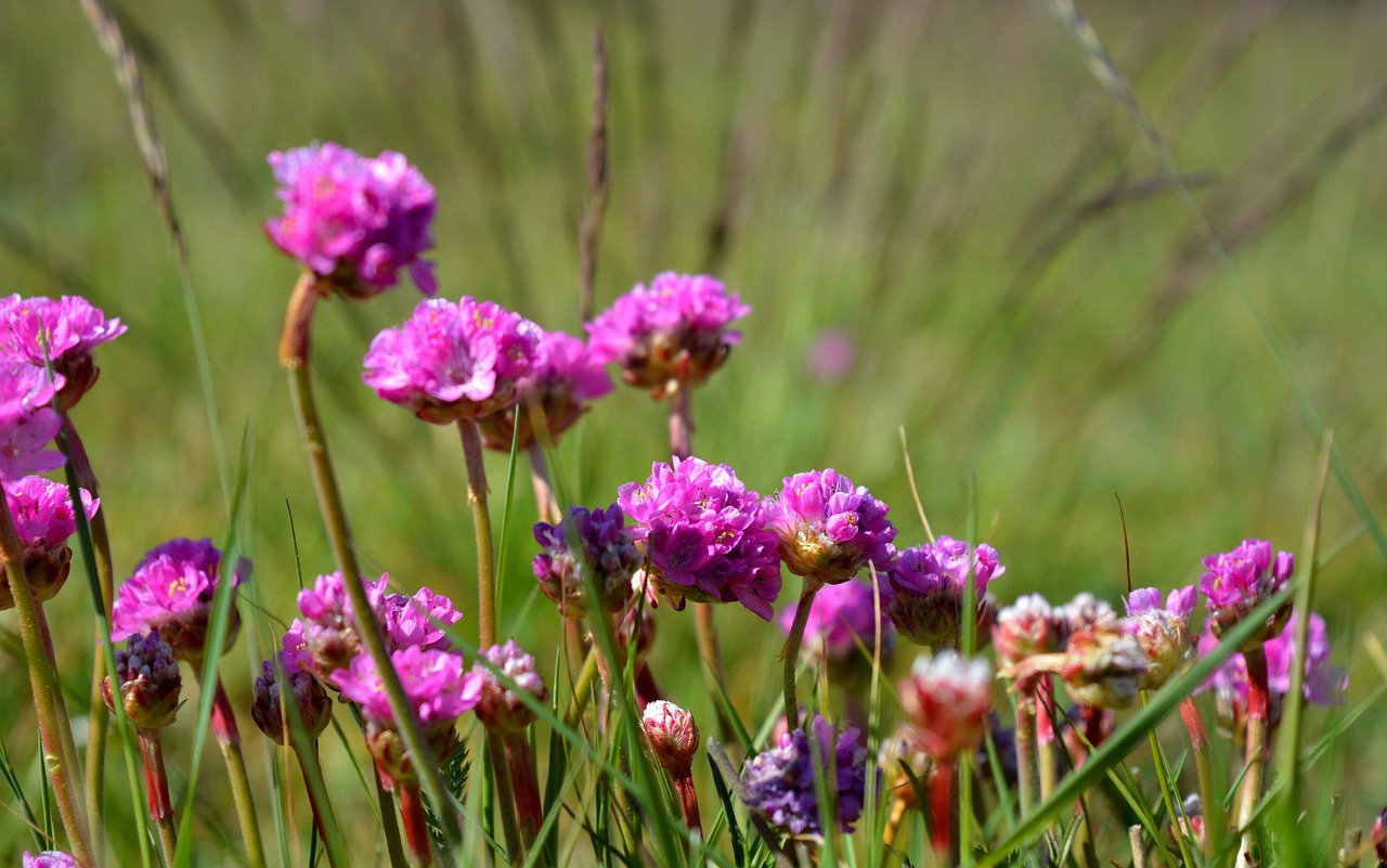 Grass Cloves Cushion Shrub Pink - Free photo on Pixabay - Pixabay