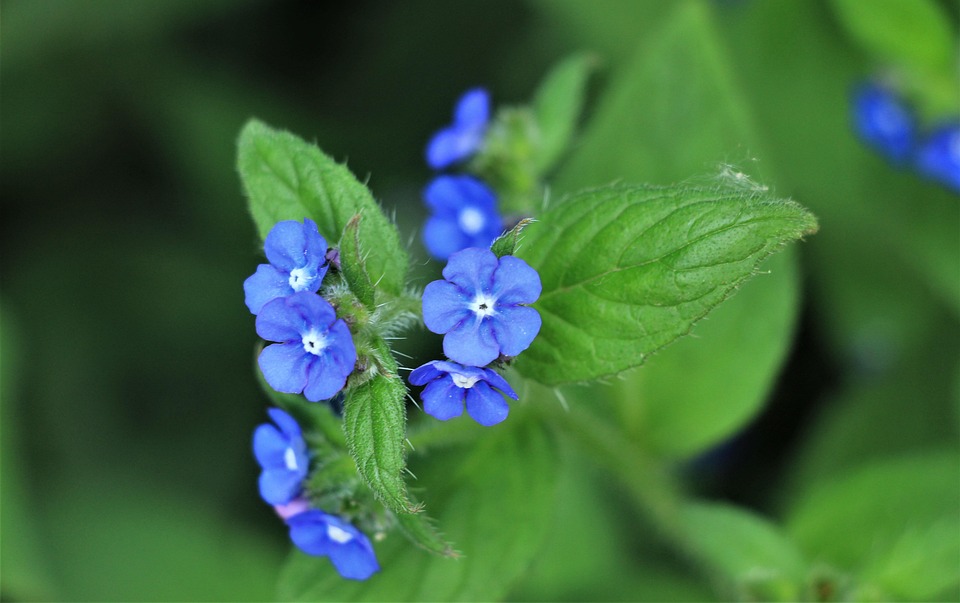 Common Wild Flower Spring - Free photo on Pixabay - Pixabay