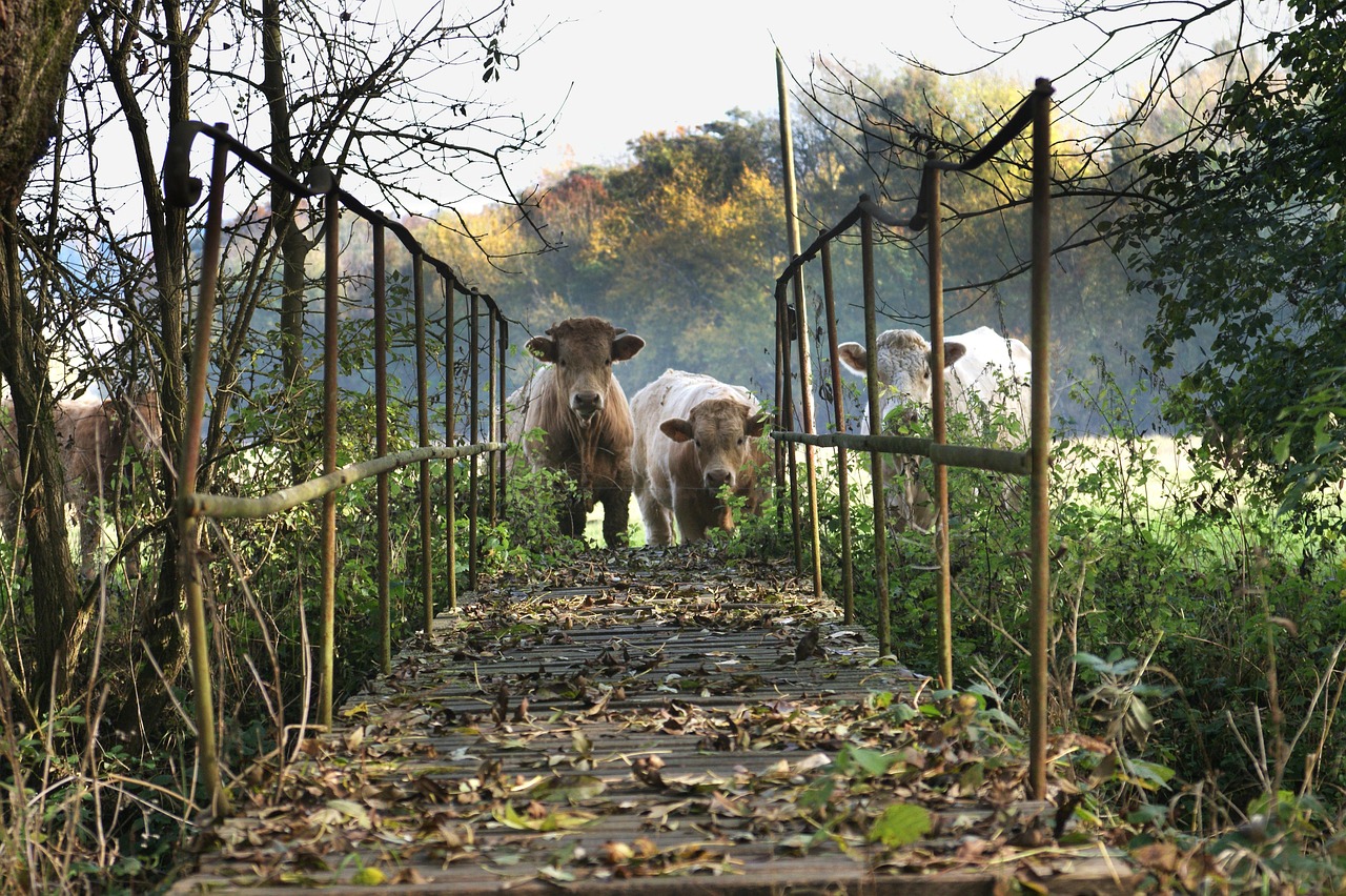 Sapi Alam Padang Rumput - Foto gratis di Pixabay - Pixabay