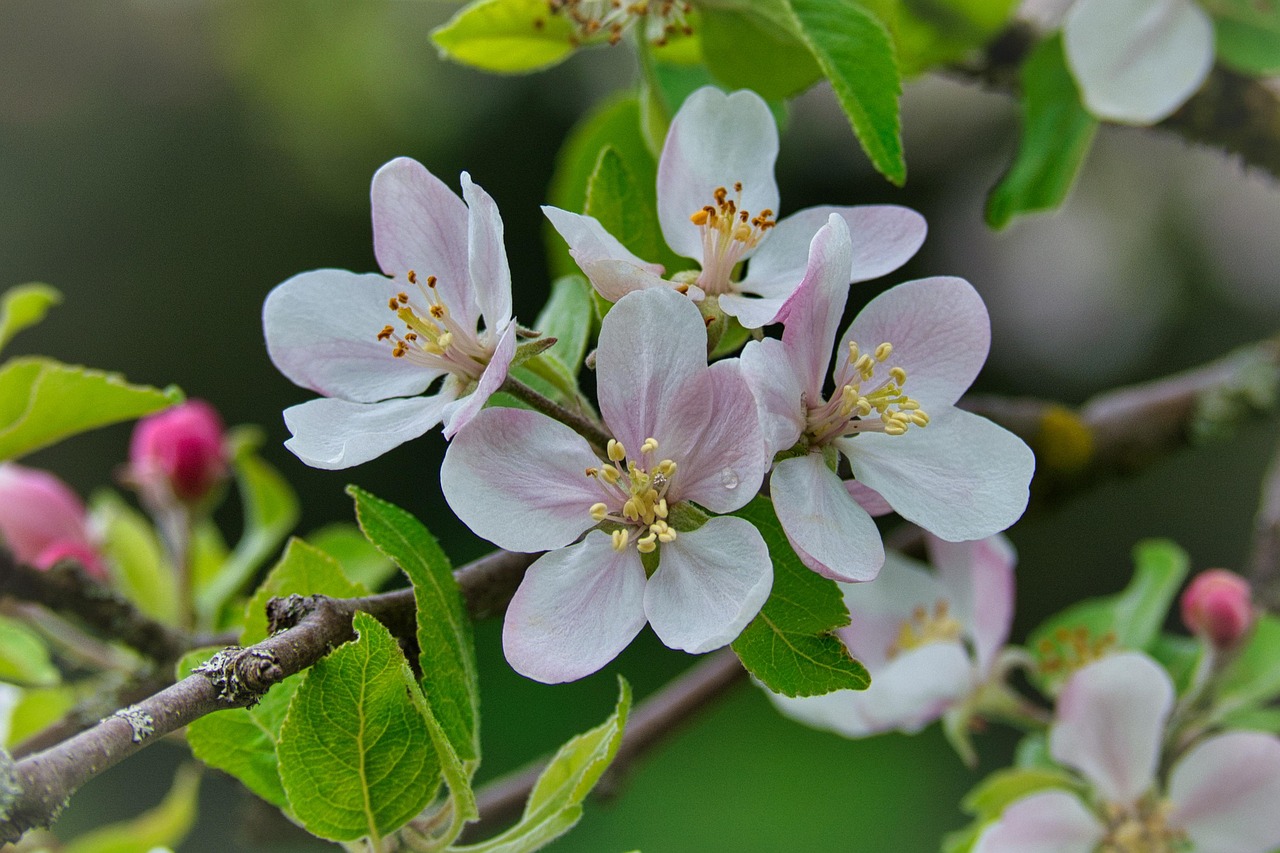 Apple Blossom Bloom - Free photo on Pixabay - Pixabay