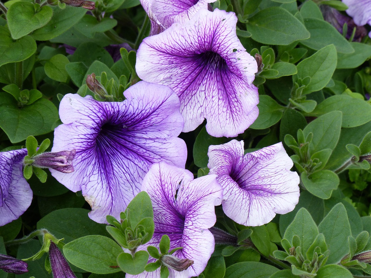 900+ Free Petunias & Flower Images - Pixabay